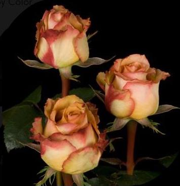 Rose Kahlua Cantiza | M-flowers – flowers wholesale marketplace