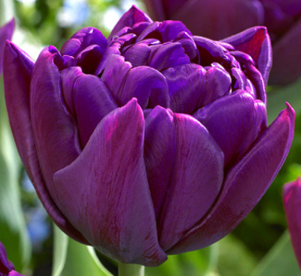 Tulip DU PYTHON Decorum | M-flowers – flowers wholesale marketplace