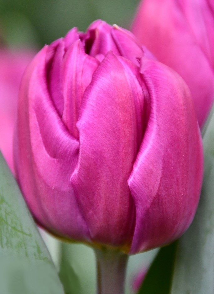 Tulip DU RESPECTABLE Decorum | M-flowers – flowers wholesale marketplace