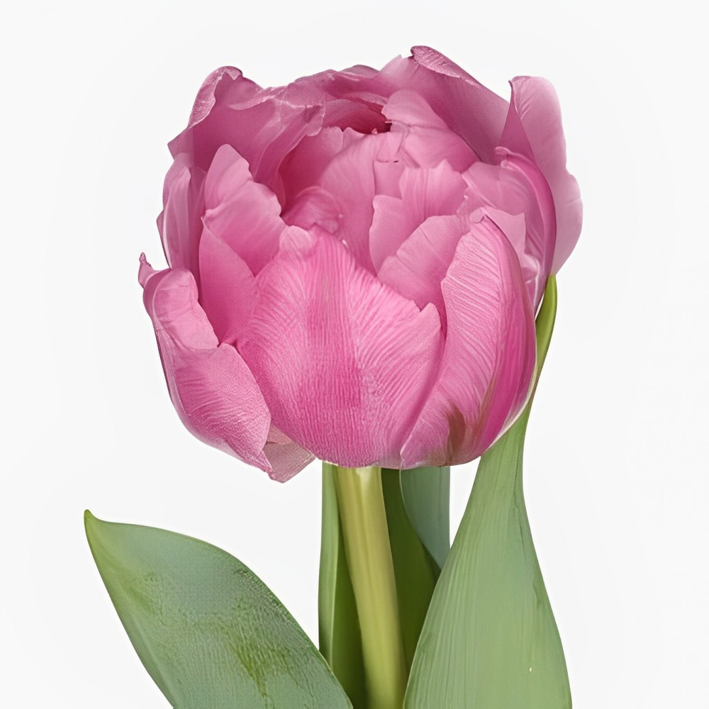 Tulip DU MAITRESSE Decorum | M-flowers – flowers wholesale marketplace
